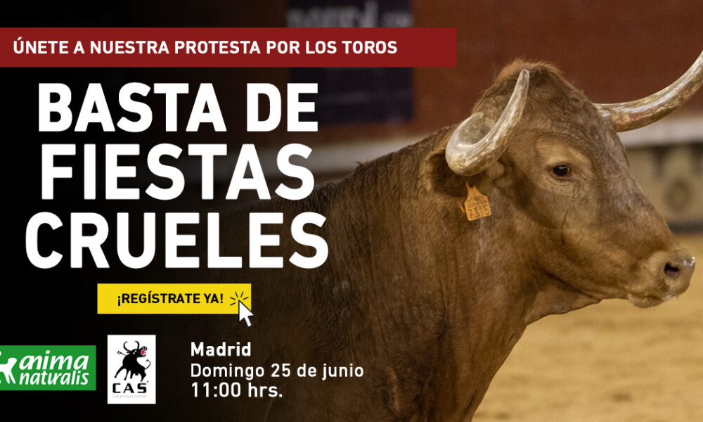 Bull fighting and fiesta animal abuse protest this Sunday | Spanishvida ...